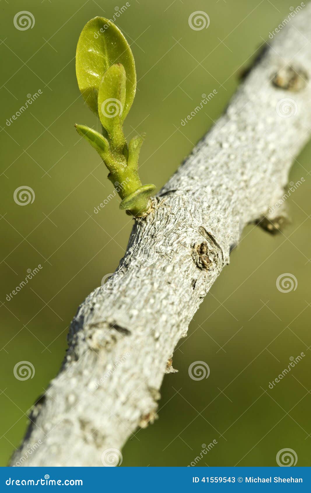 New shoot stock image. Image of sprout, fragility, nature - 41559543