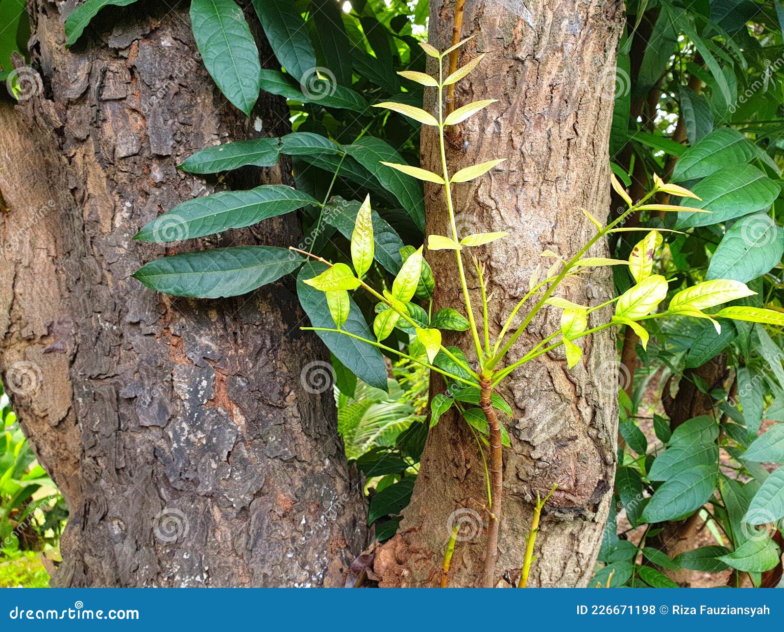 A New Shoot Grows on a Tree Branch Stock Photo - Image of trunk, grows ...