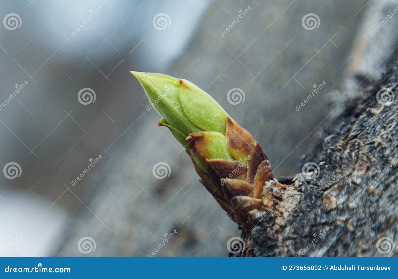 A New Shoot Grows from the Trunk of the Tree Stock Photo - Image of ...