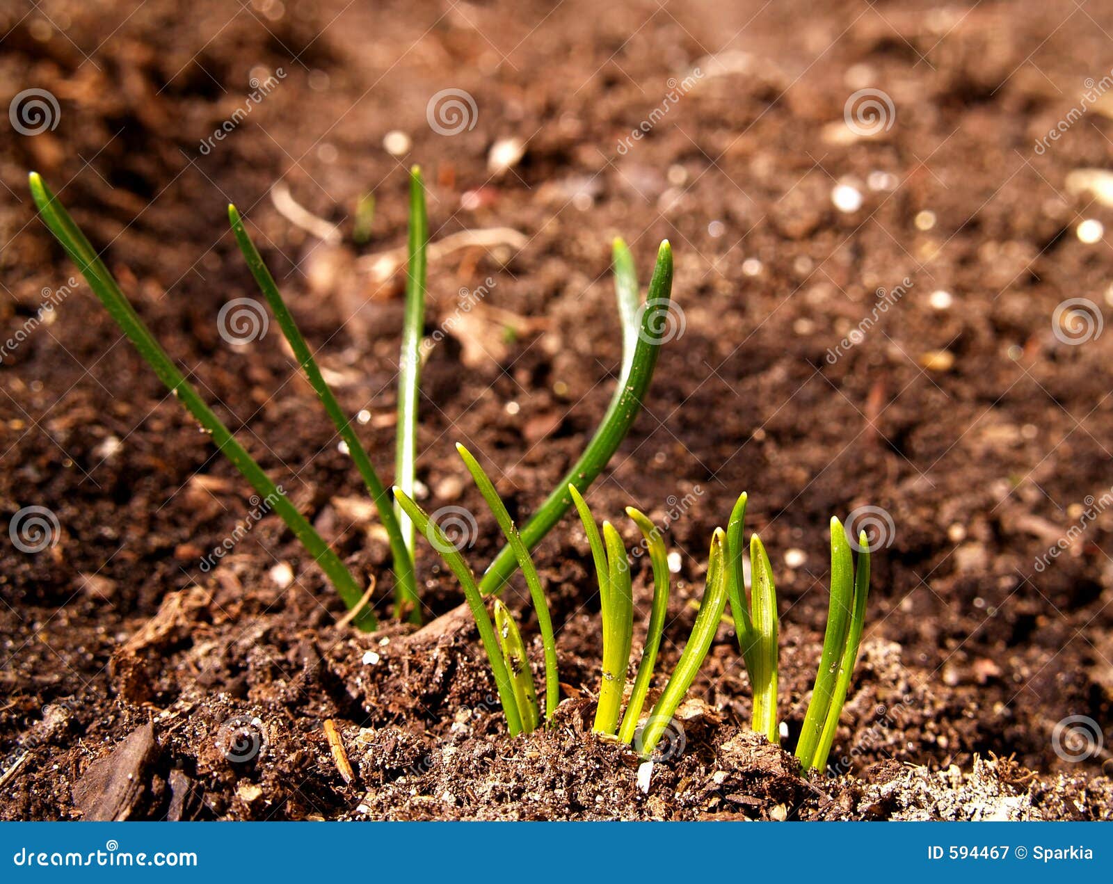 New shoots stock image. Image of outdoors, nature, springtime - 594467