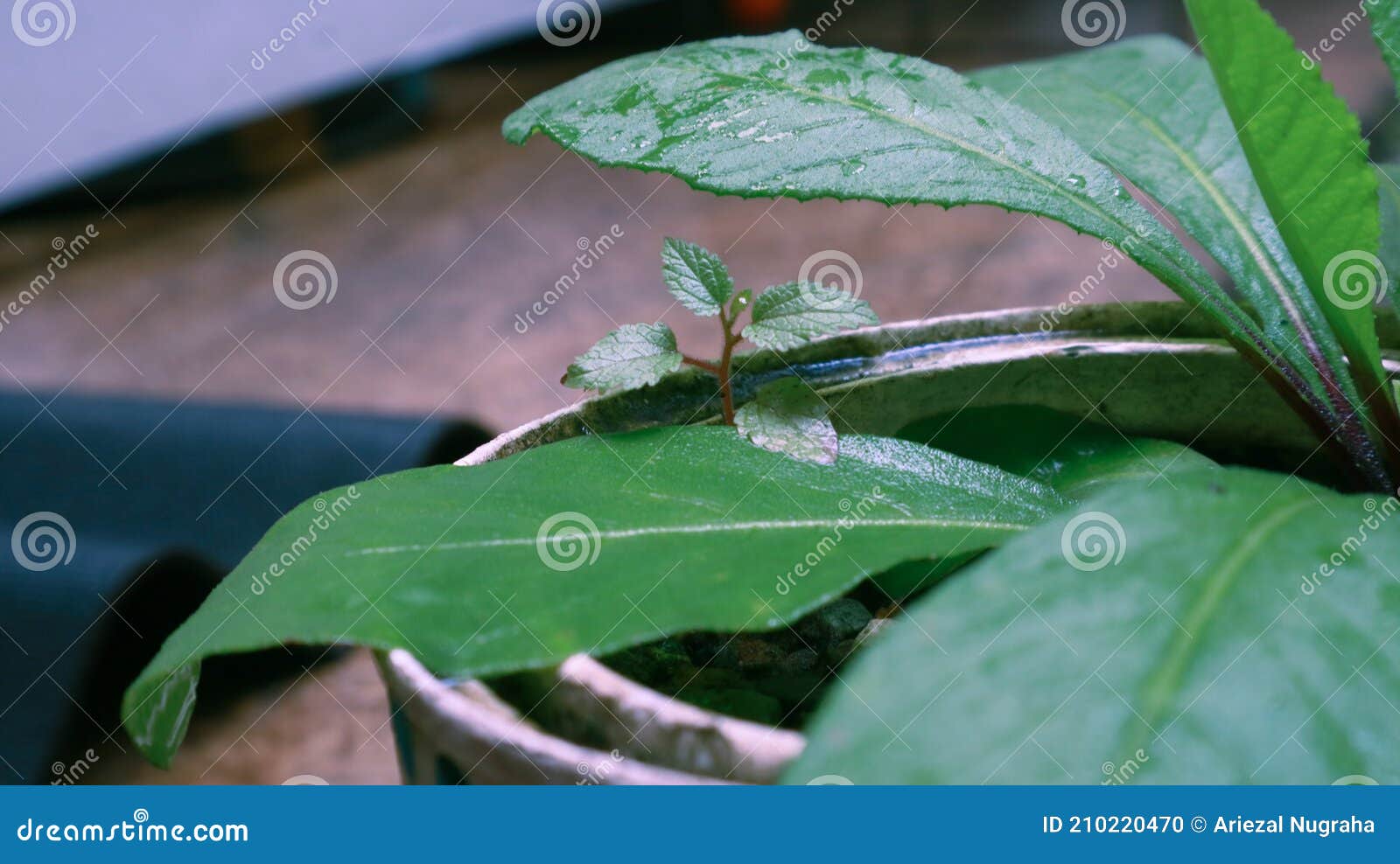 The new shoots appear stock photo. Image of indonesia - 210220470
