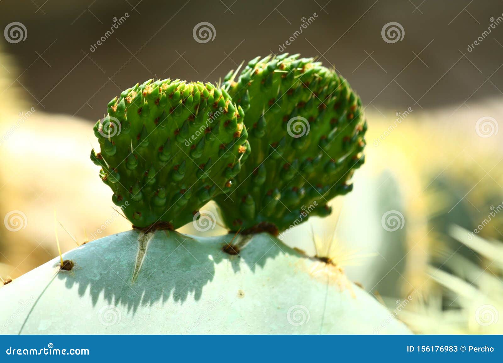 Prickly pear cactus leaves stock image. Image of garden - 156176983