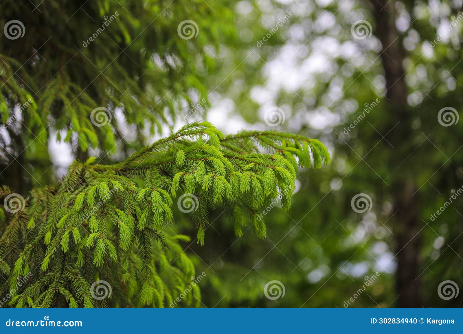 Conifer In Spring. Male Pinecones Or Strobili. Pollen Cones. Staminate ...