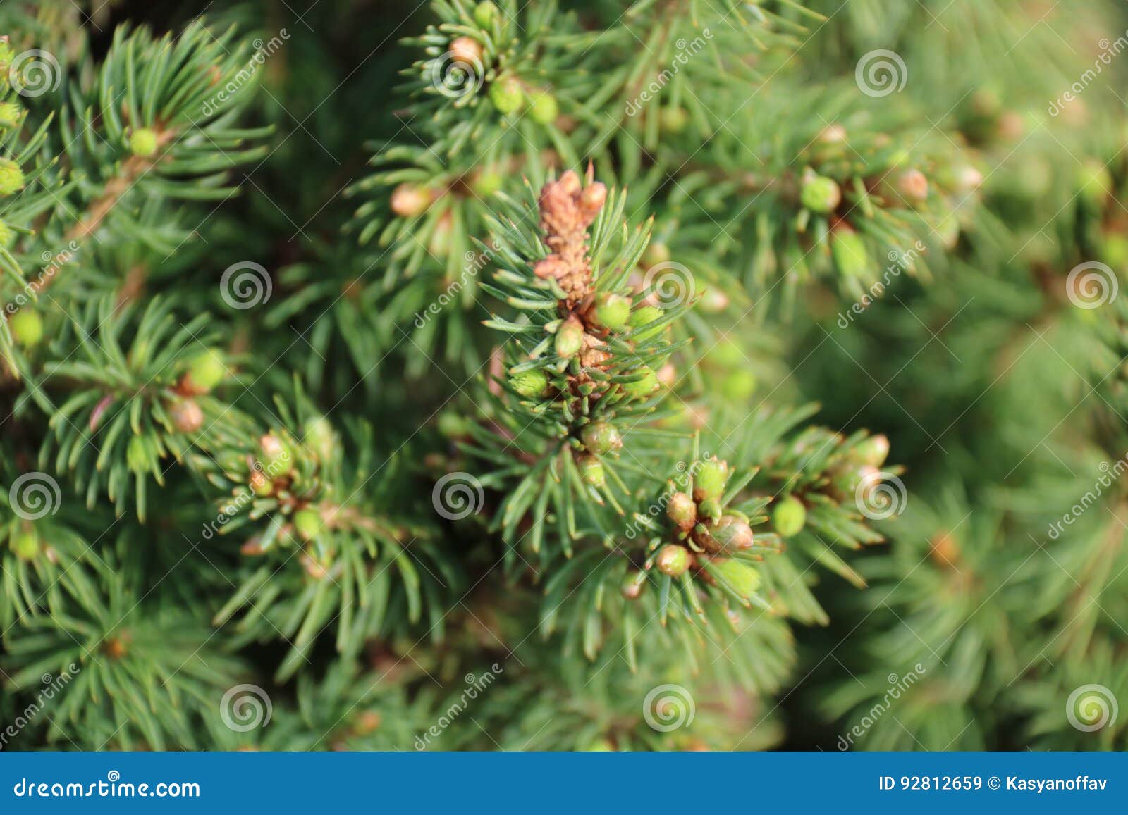 New Shoots on a Fir Tree in the Spring Stock Image - Image of branch ...