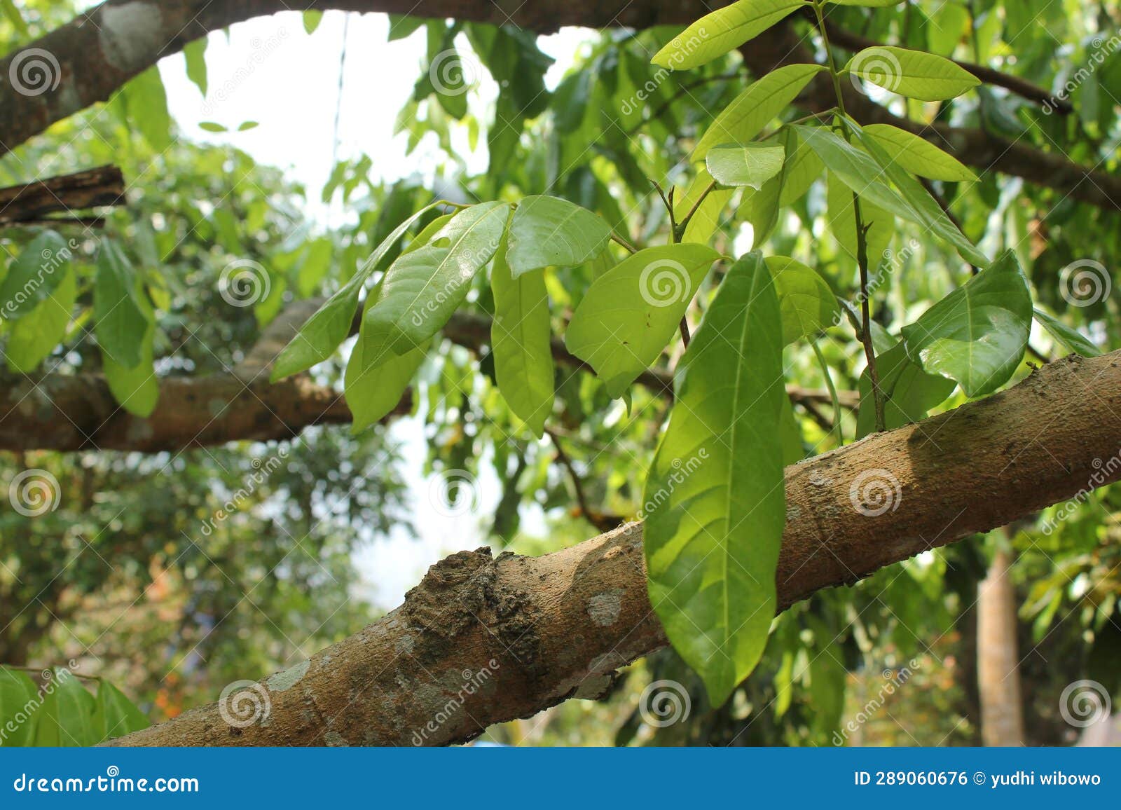 New Shoots Grow on the Cut Tree Trunk Stock Photo - Image of fruit ...