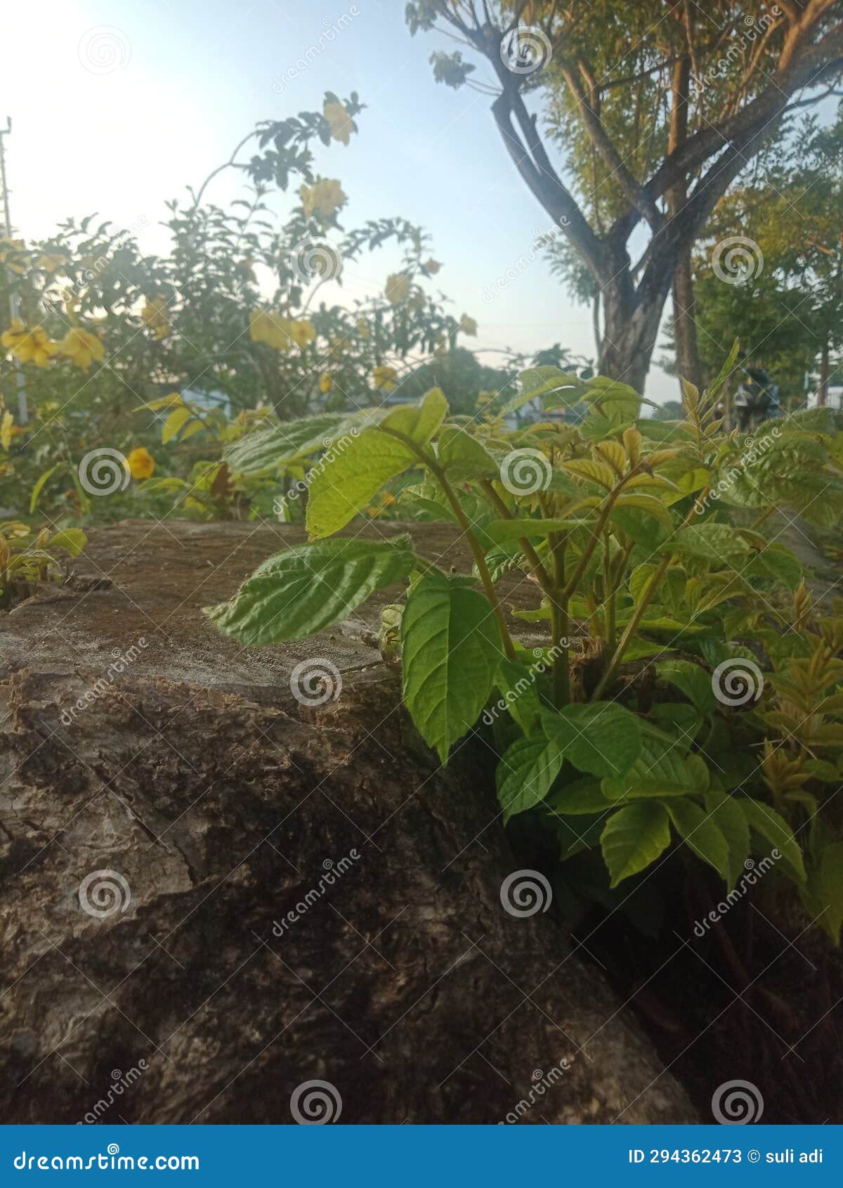 New Shoots that Grow from Cut Tree Trunks Stock Image - Image of grow ...