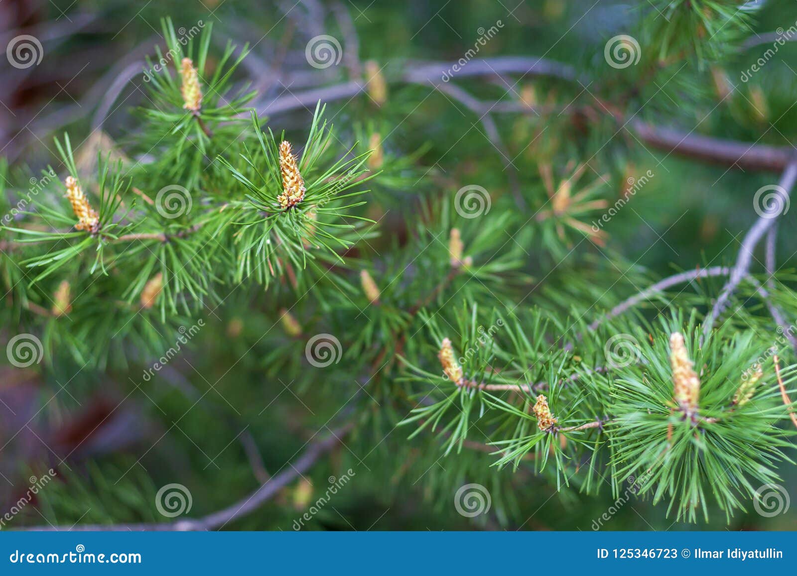 New Shoots on Pine Tree Branches in Spring, Close-up. Stock Image ...