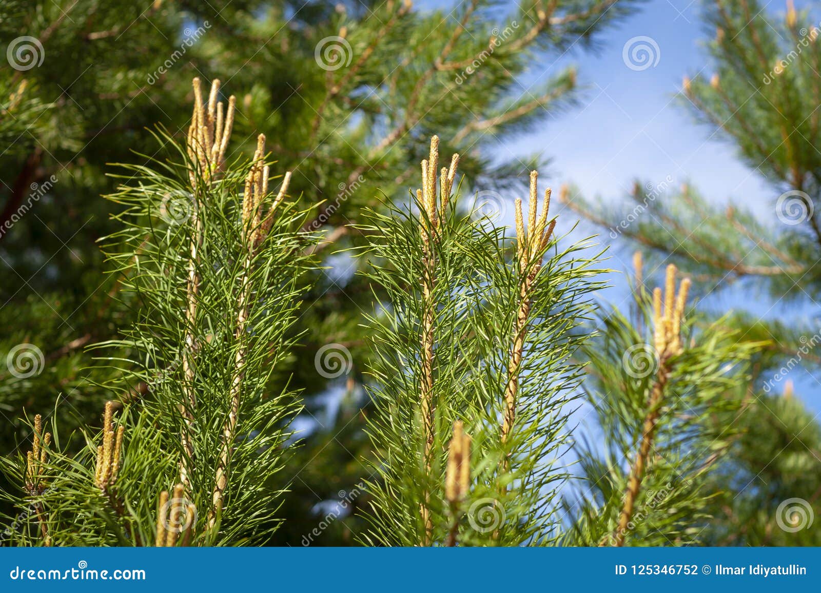 New Shoots on Pine Tree Branches in Spring, Close-up. Stock Photo ...