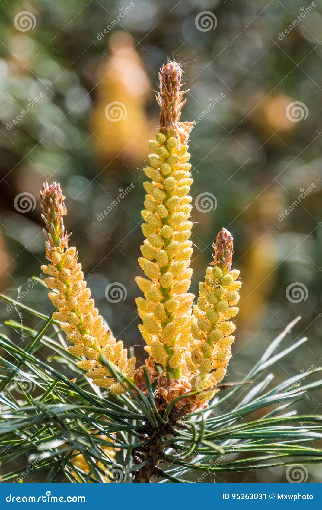 New Shoots of Pine Tree in Spring Yellow Stock Image - Image of outdoor ...