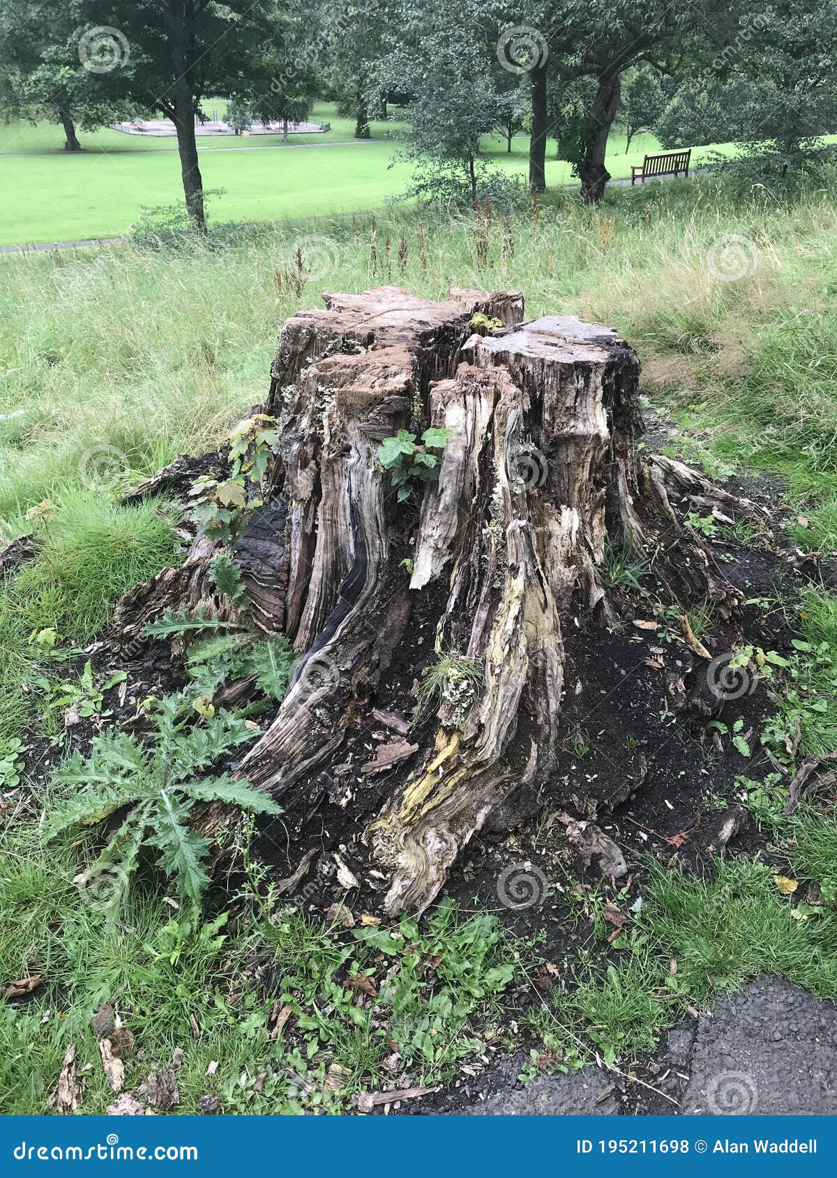 New shoots spring from old stock photo. Image of tree - 195211698