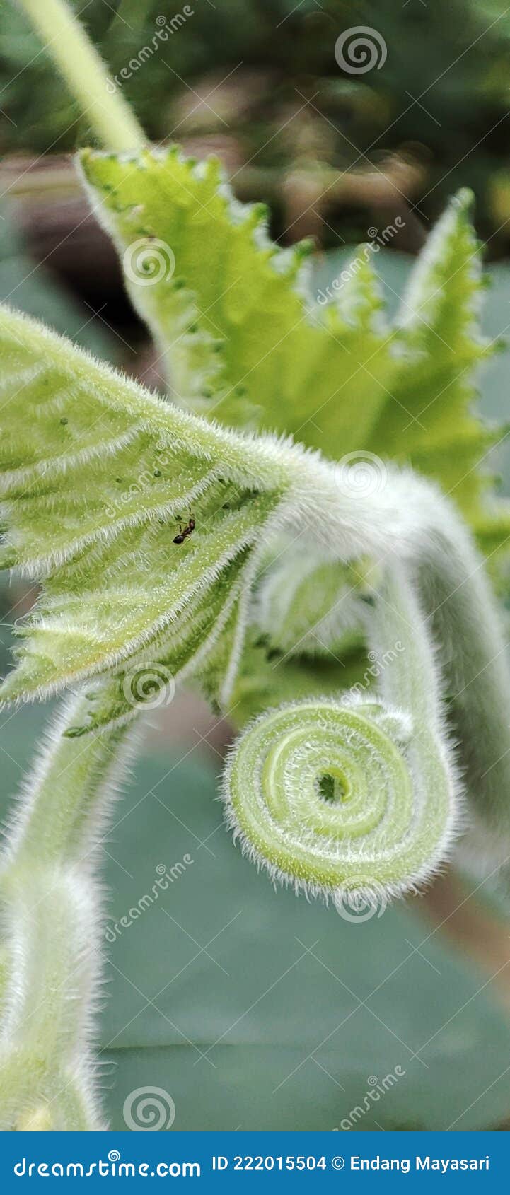 New Shoots on the Trunk of a Pumpkin Fruit Tree Stock Photo - Image of ...