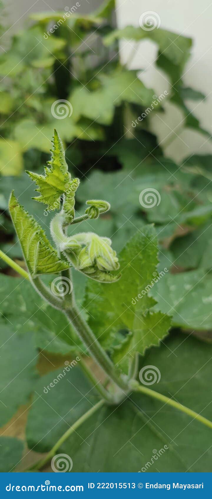 New Shoots on the Trunk of a Pumpkin Fruit Tree Stock Image - Image of ...