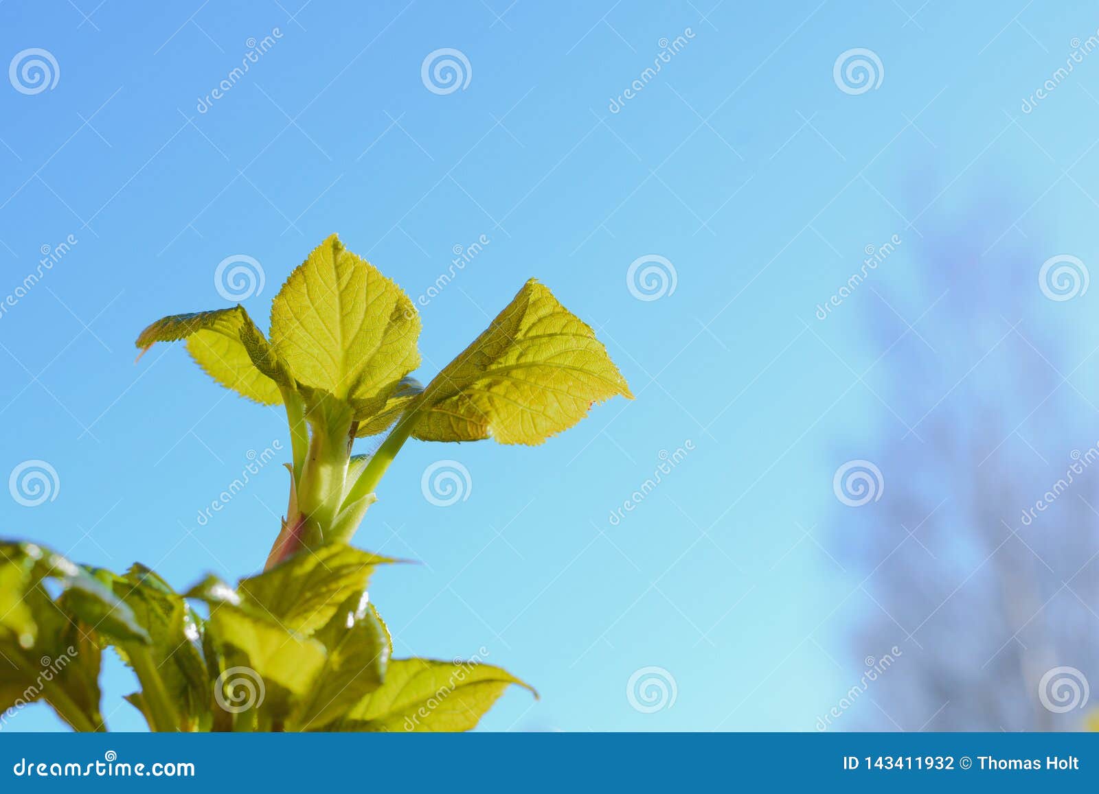 New Shrubs and Shoots Growing in a Garden Stock Photo - Image of back ...