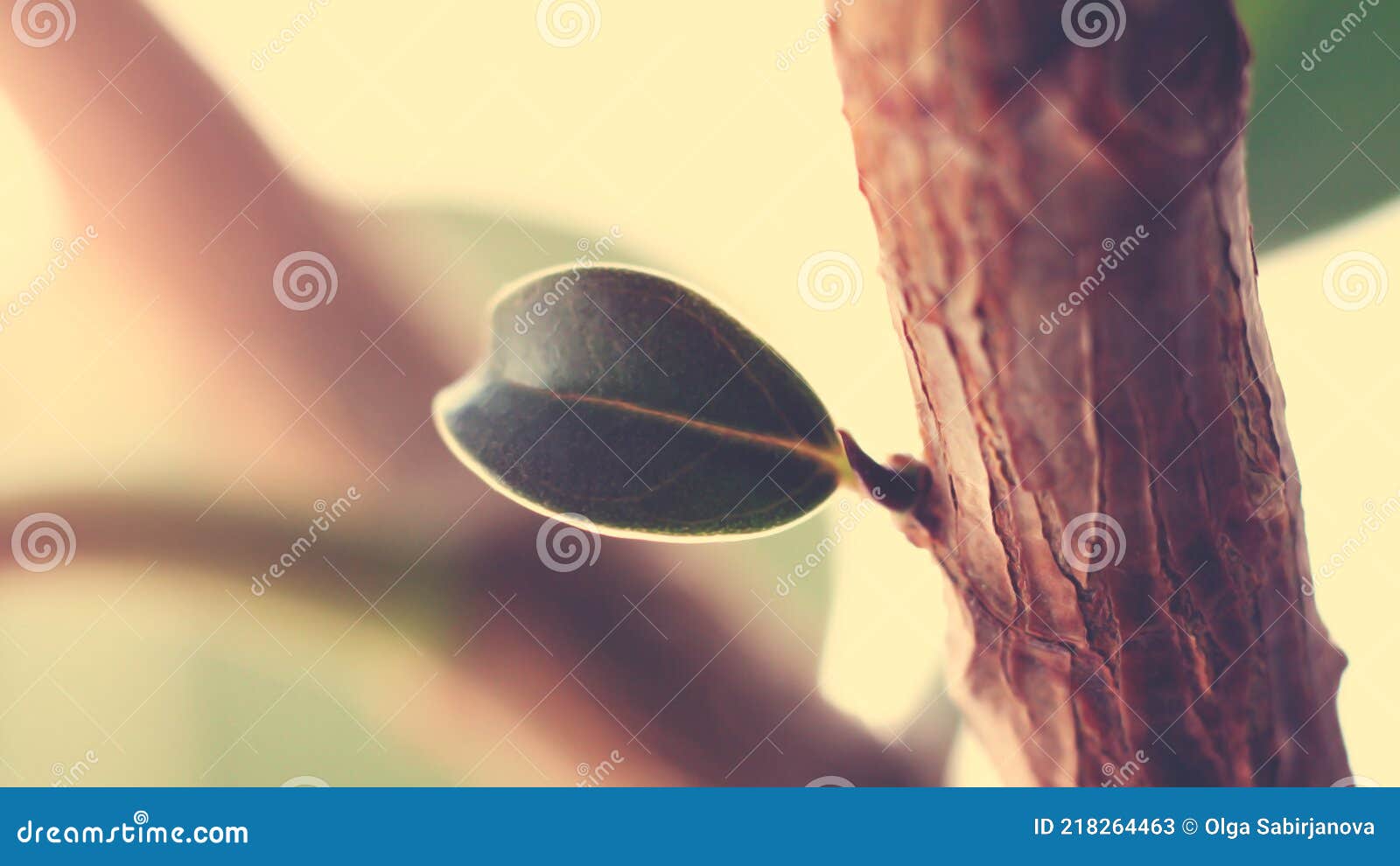 New Small Leaf on the Tree, Ficus Stock Image - Image of land, botany ...