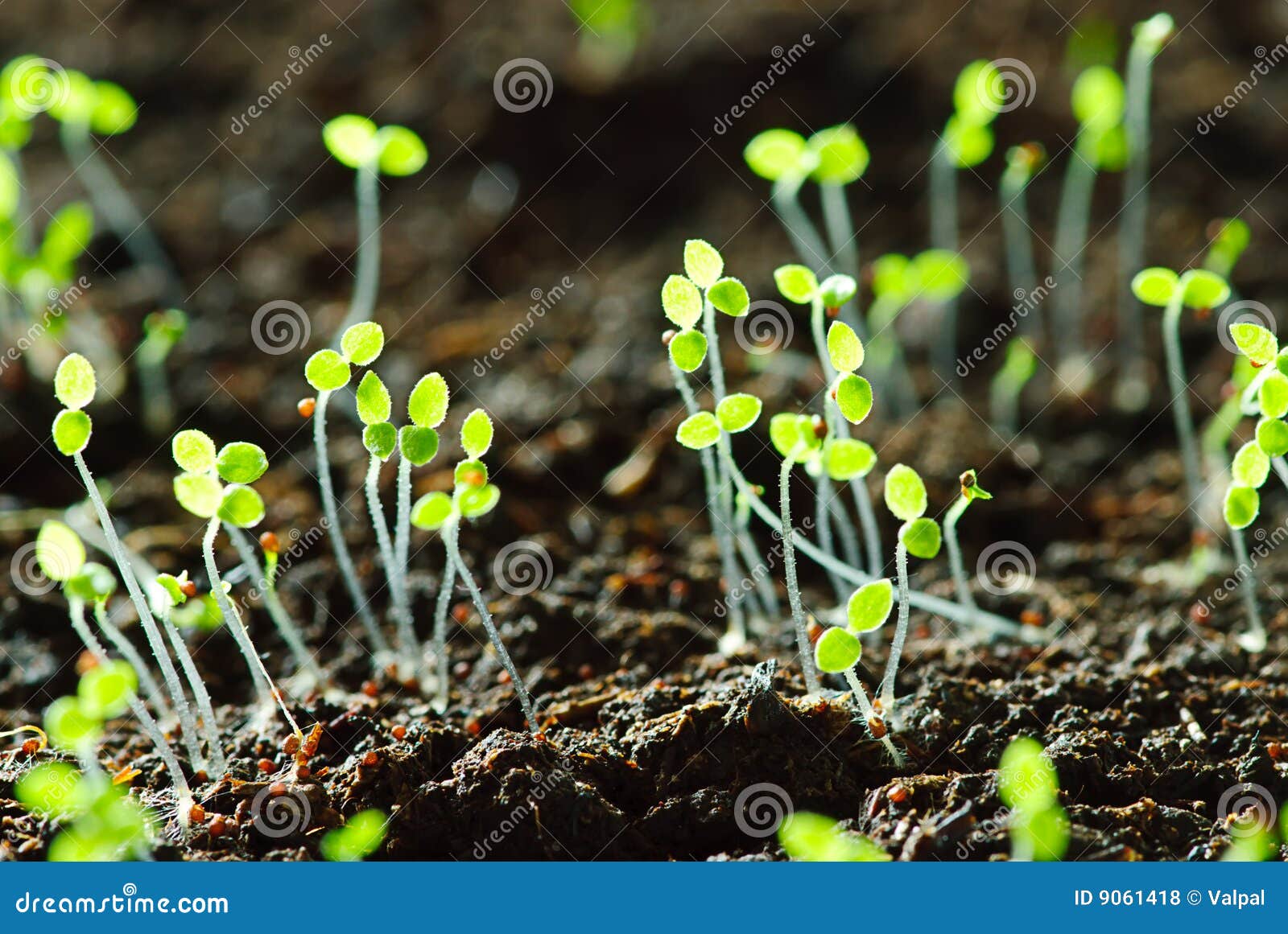 New small sprout stock photo. Image of earth, nature, leaf - 9061418