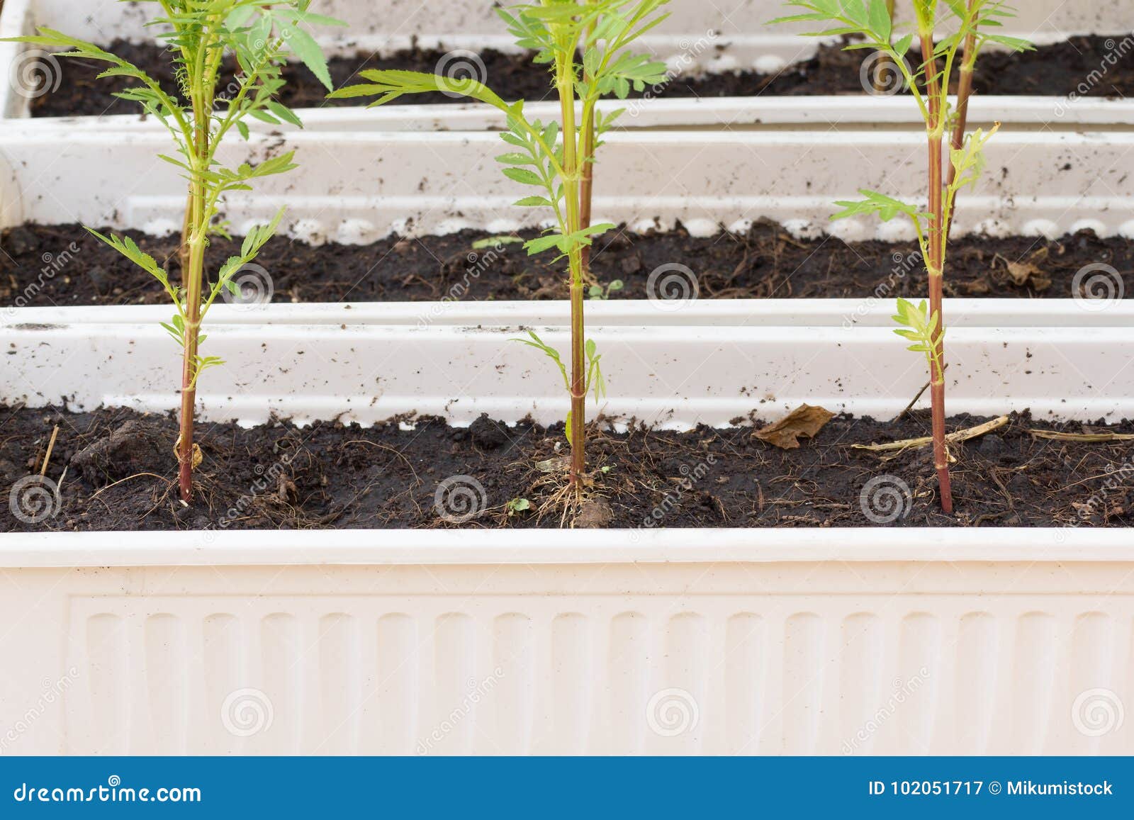 New Small Tree Growing in Soil. Stock Image - Image of agriculture ...