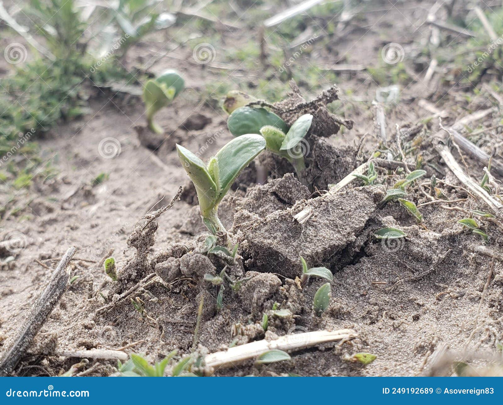 New Soybean Seedling Emerging from the Warm Sandy Soil. Stock Image ...