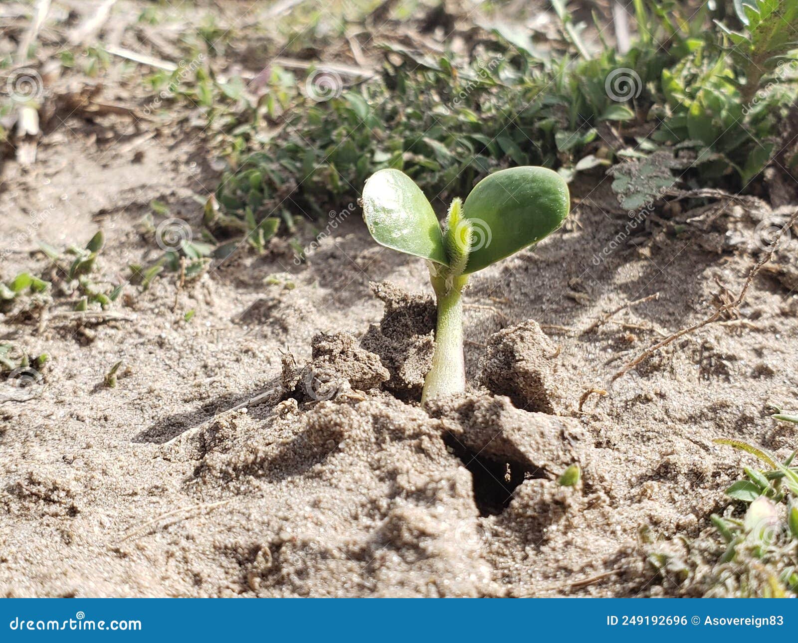 New Soybean Seedling Emerging from the Warm Sandy Soil. Stock Photo ...