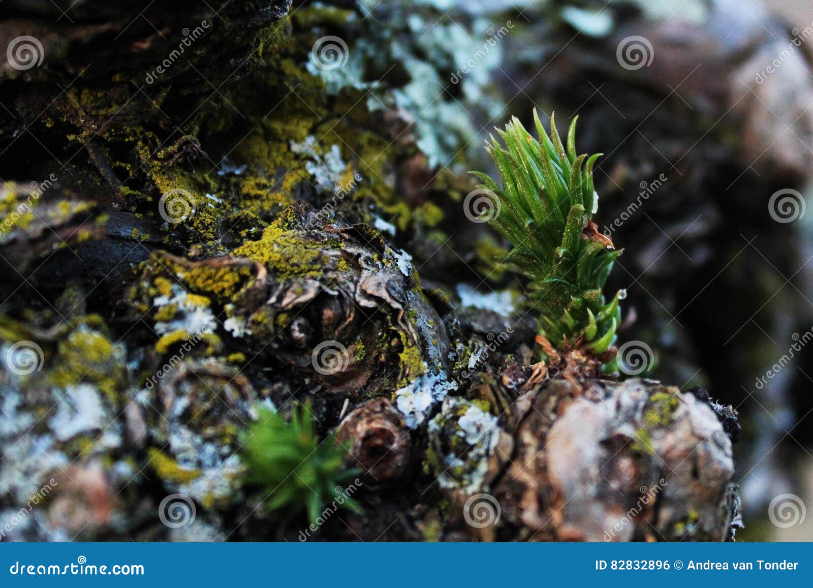 New sprig of pine trees stock photo. Image of sprig, trees - 82832896