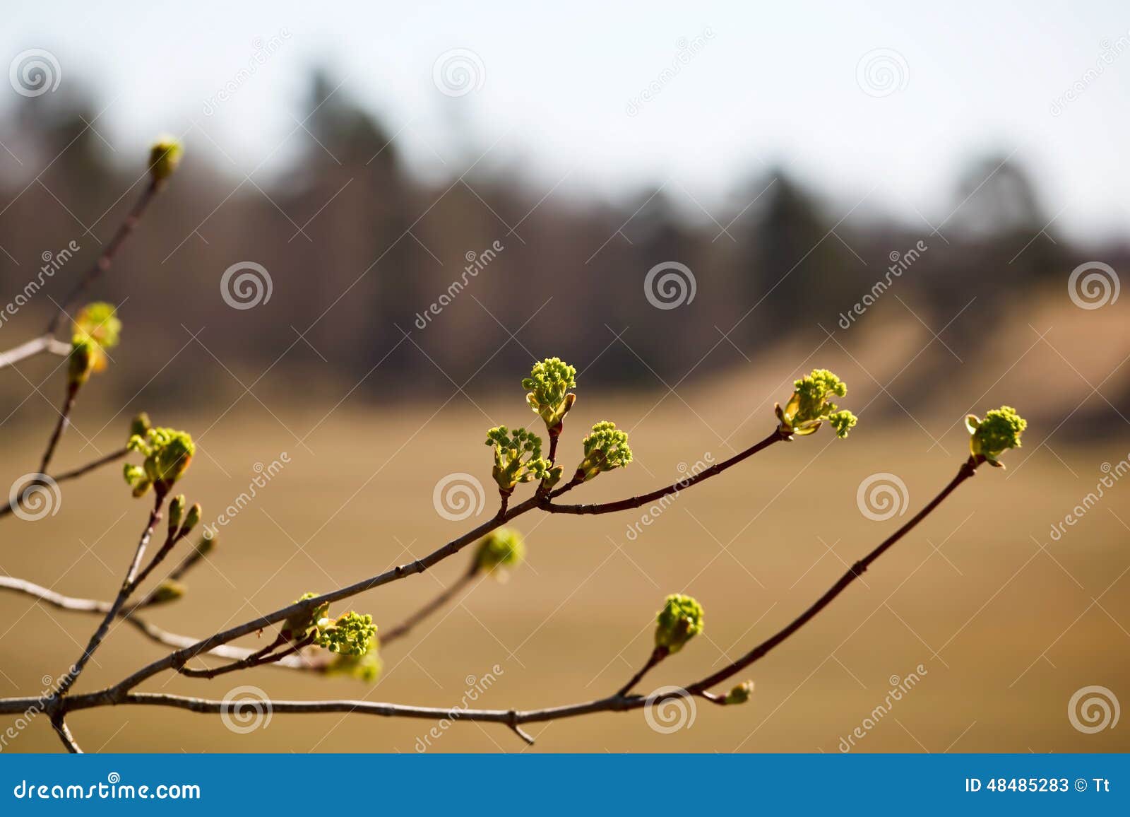 New spring buds stock image. Image of outdoors, leaf - 48485283