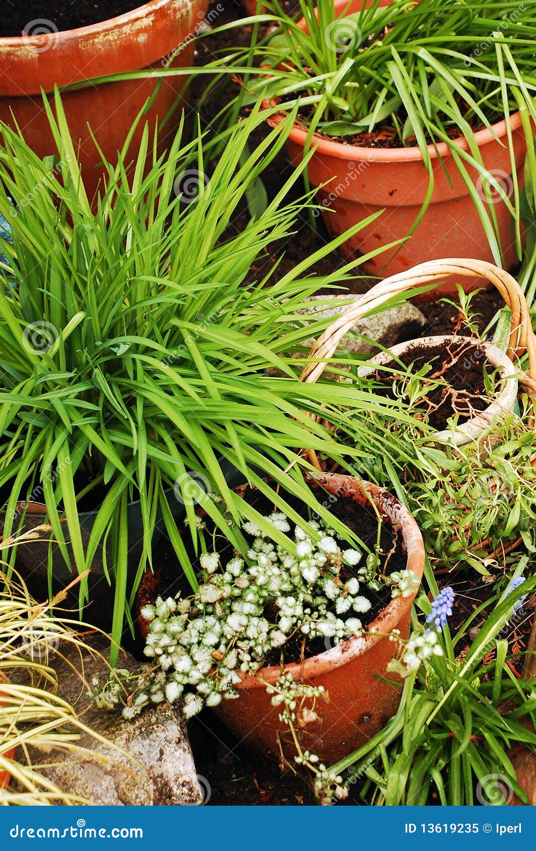 New spring garden stock image. Image of leaves, botanical - 13619235