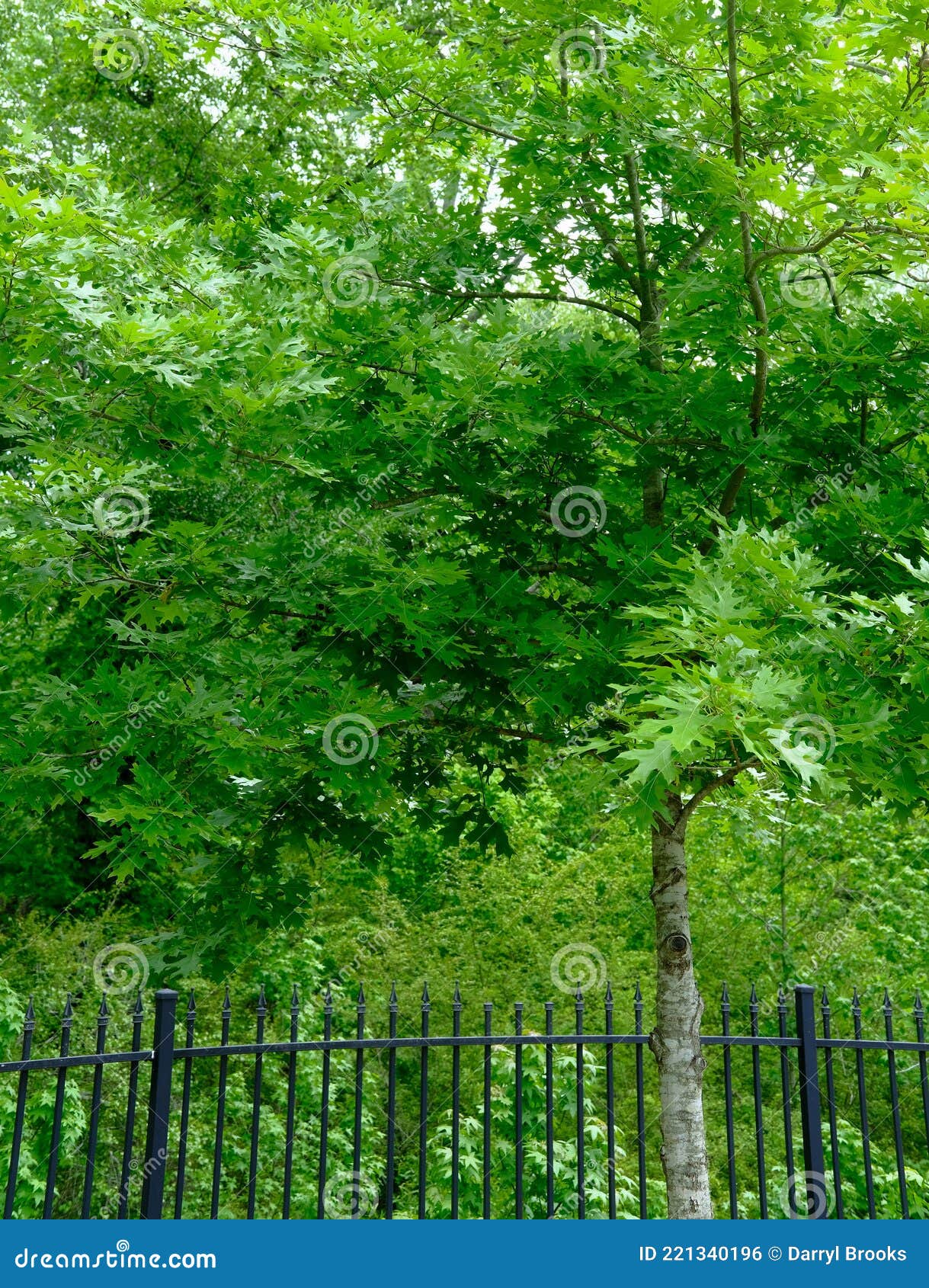 New Spring Green stock photo. Image of fence, trees - 221340196