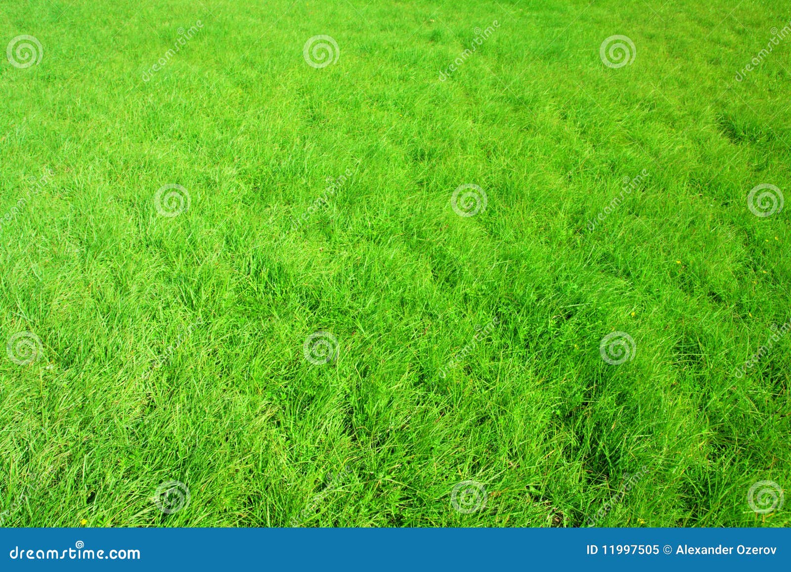 New Spring Green Grass for Design Stock Image - Image of healthy, plant ...