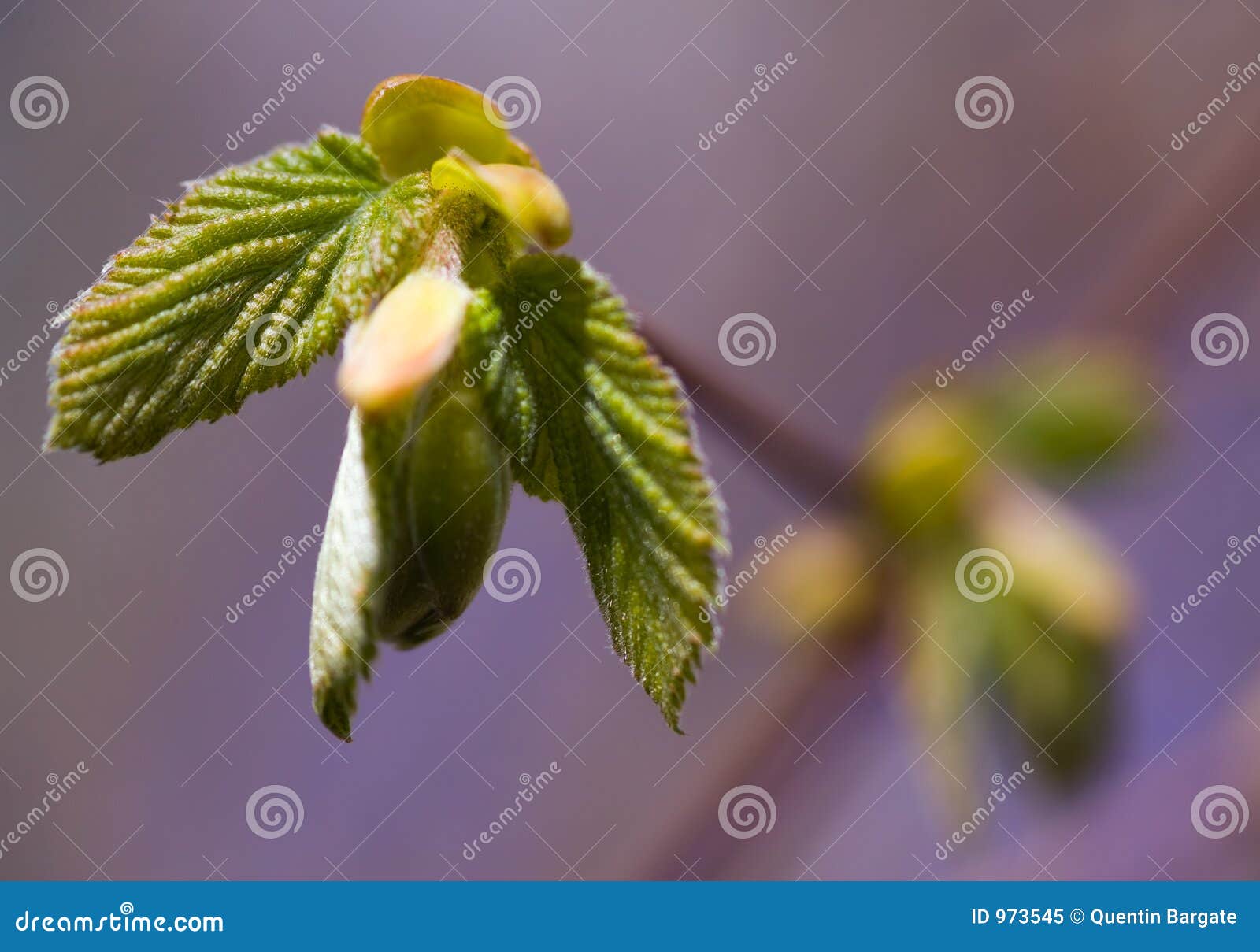 New spring growth stock image. Image of emerging, corylus - 973545