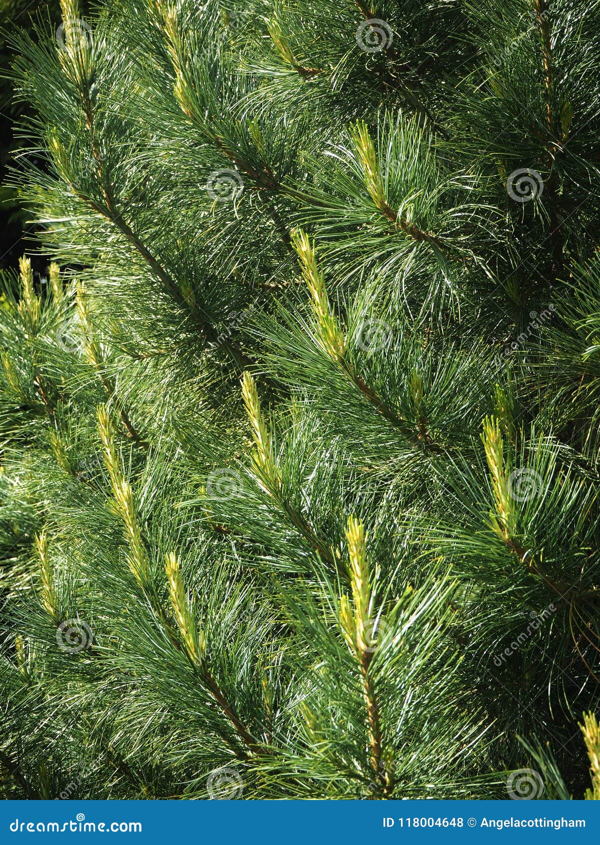 New Spring Growth on the Branches of a Pine Tree Stock Photo - Image of ...