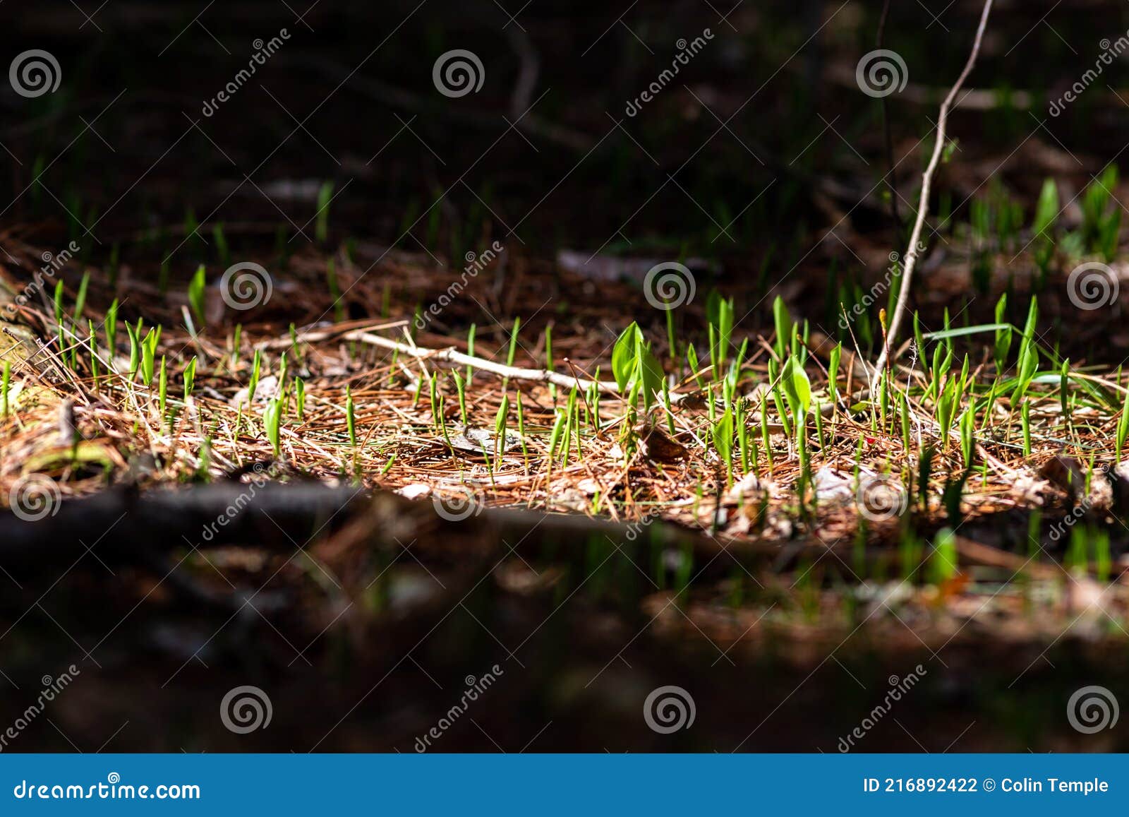 New Spring Growth on the Forest Floor Stock Photo - Image of beginning ...