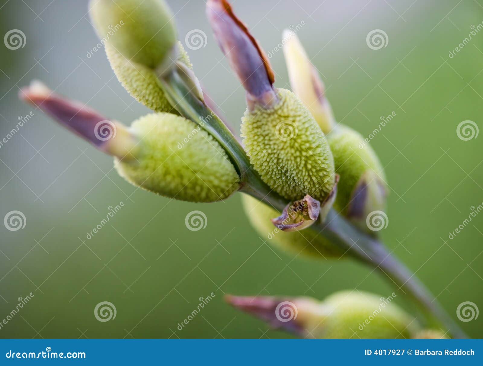 New Spring Growth, Tiny Buds Stock Image - Image of seedling, stem: 4017927