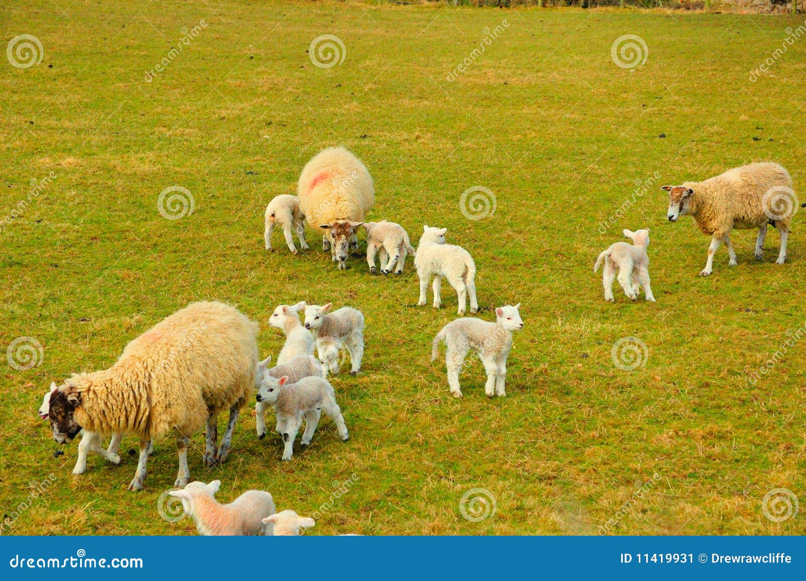 New Spring Lambs stock image. Image of pasture, lambs - 11419931