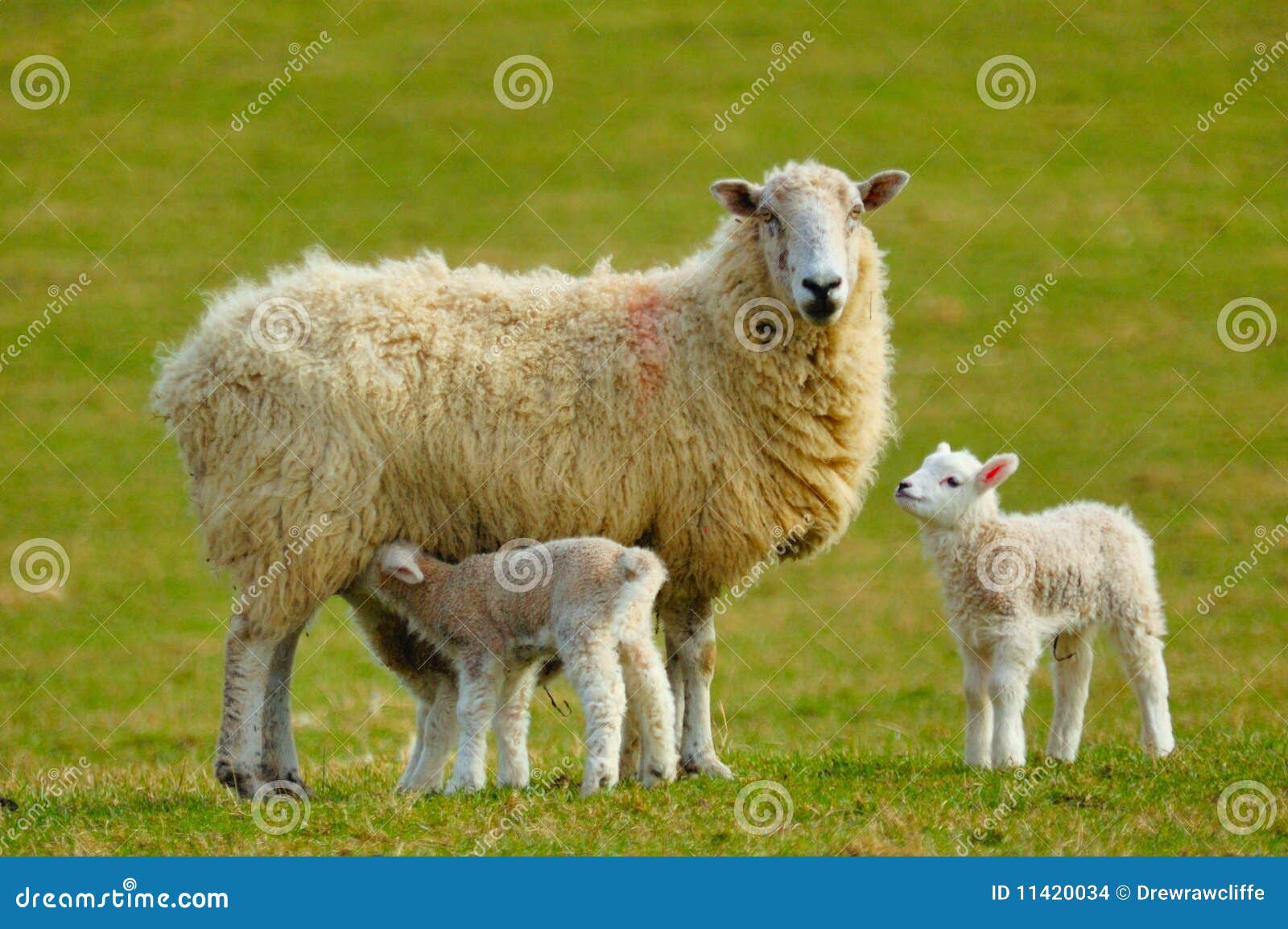 New Spring Lambs stock photo. Image of meat, grass, spring - 11420034