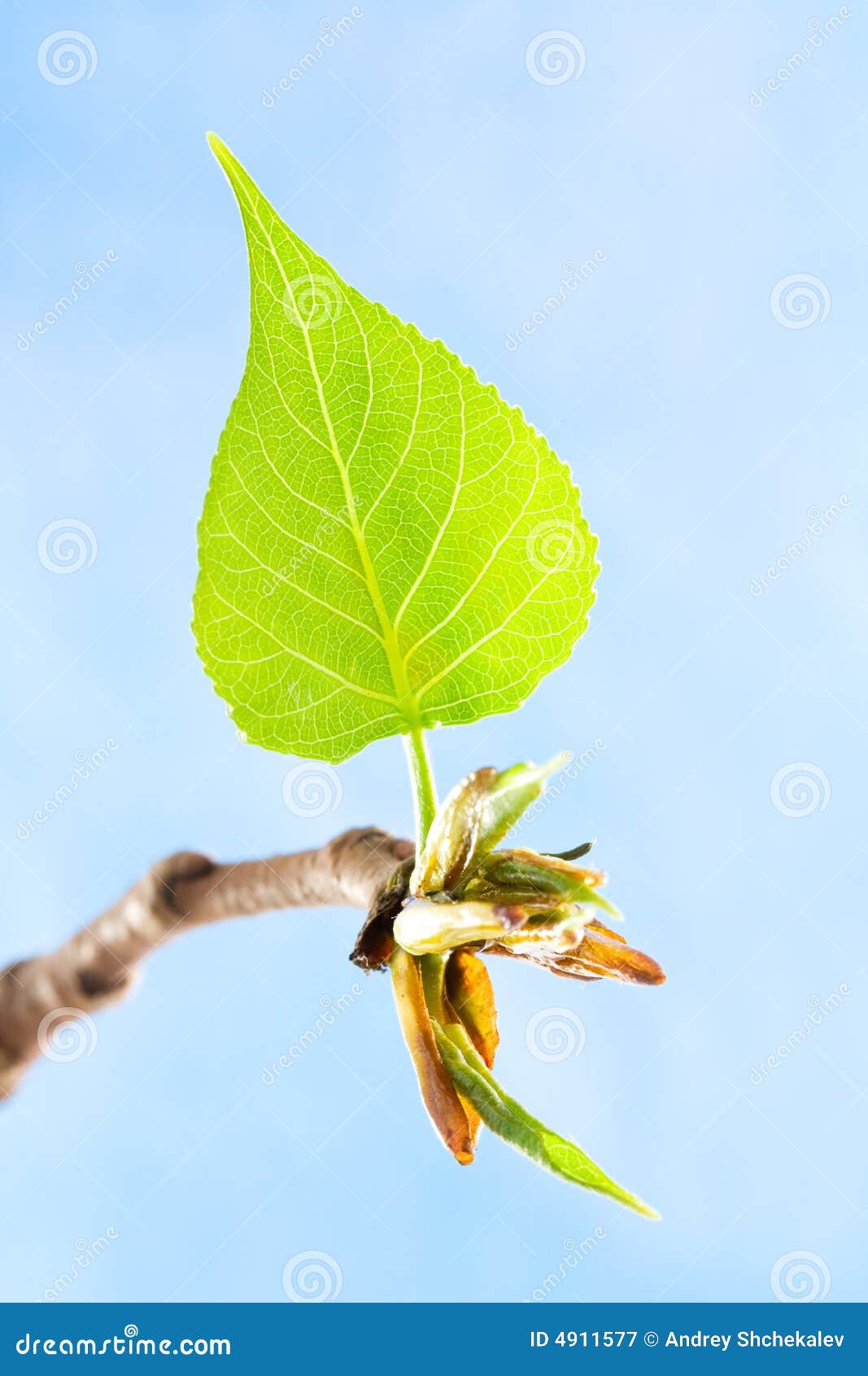 New Spring Leaf at Blue Sky Stock Image - Image of harmony, decoration ...