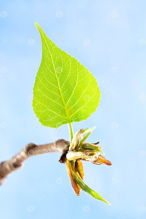 New Spring Leaf at Blue Sky Stock Image - Image of harmony, decoration ...
