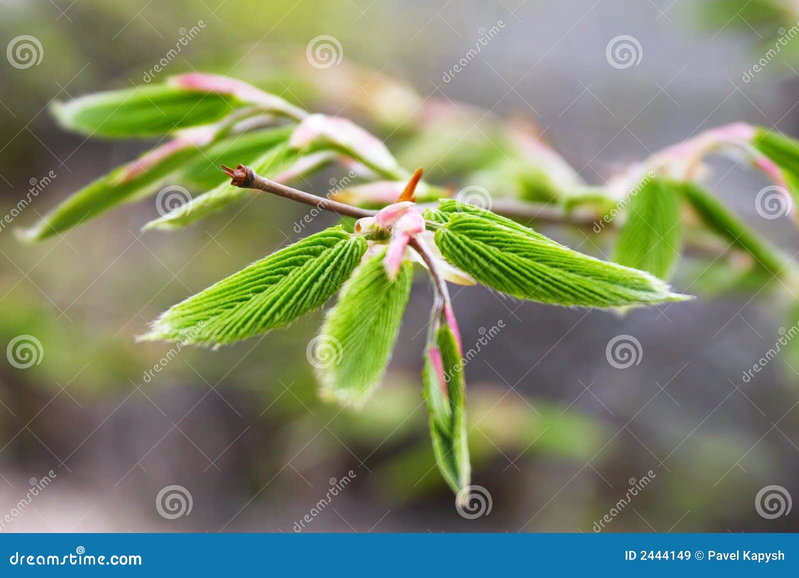 New Spring Leaves stock image. Image of outdoors, evergreen - 2444149