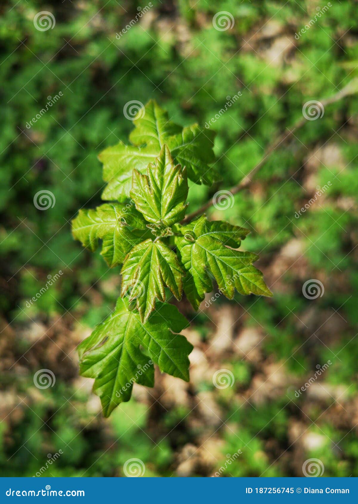 New spring leaves stock image. Image of background, maple - 187256745