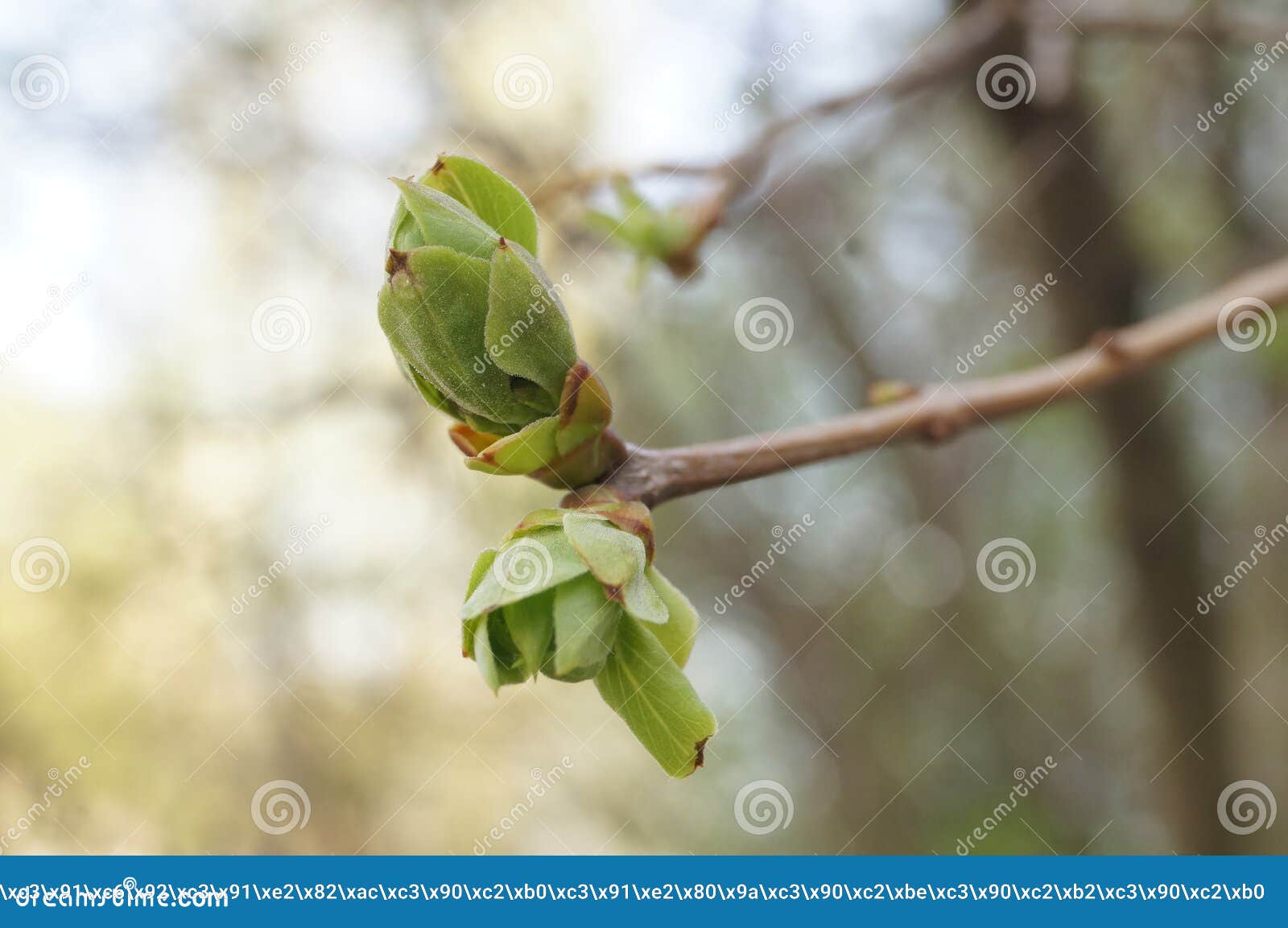 New spring leaves stock photo. Image of branch, bush - 116189388