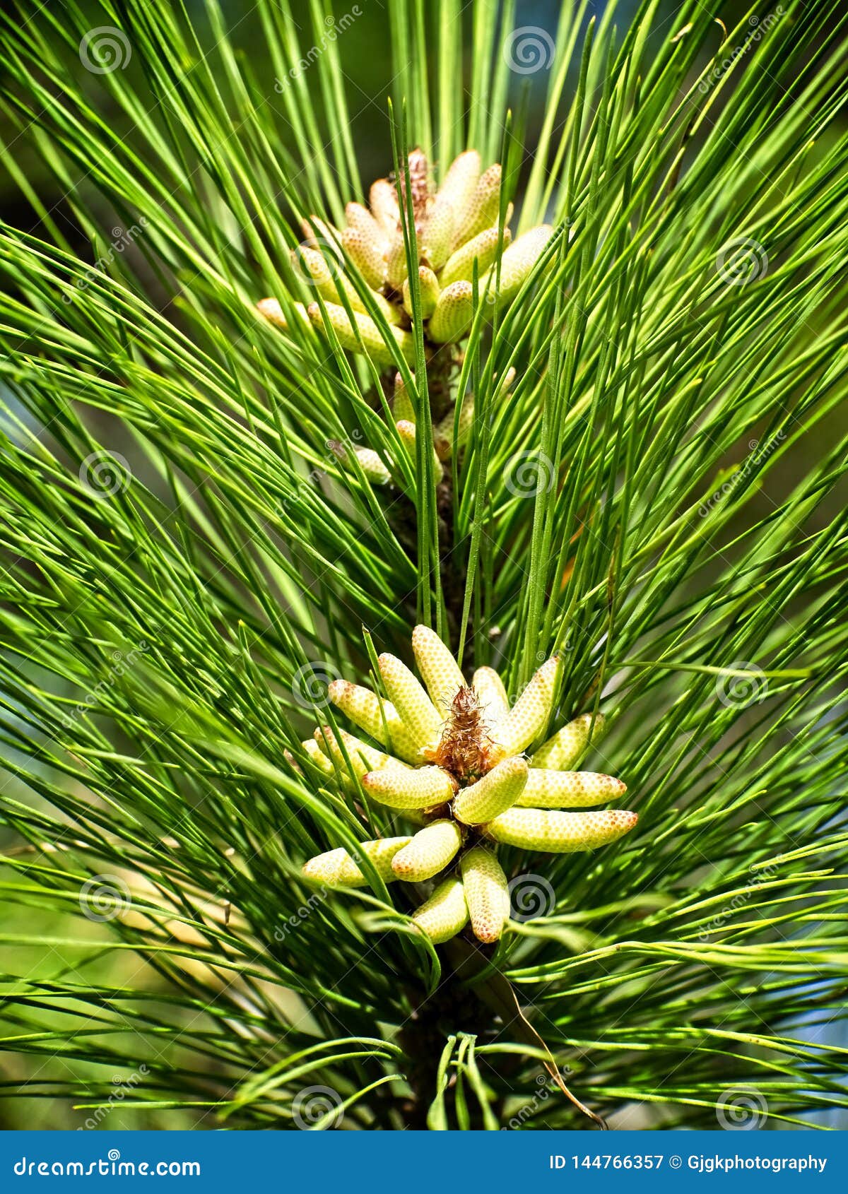 New Spring Pine Cones on Tree Stock Image - Image of cone, flora: 144766357