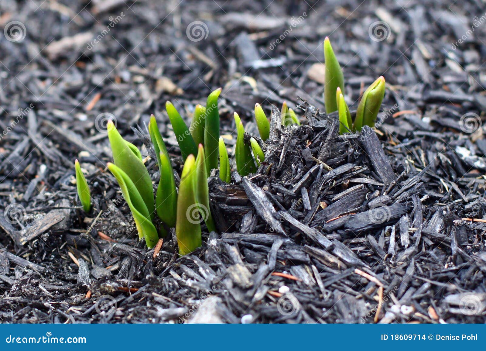 New Spring plants. stock photo. Image of nature, holiday - 18609714