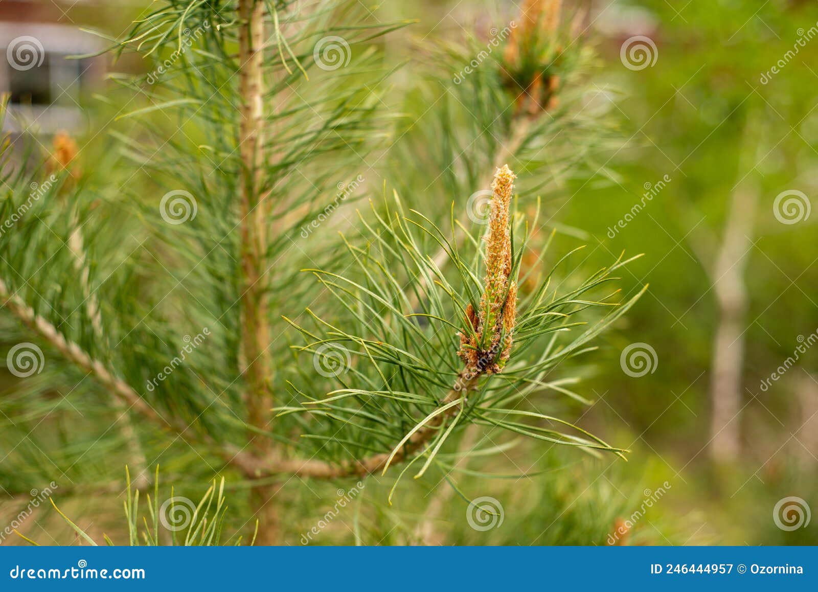 New Spring Shoots of Evergreen Tree Pine with Buds on a Young Pine ...