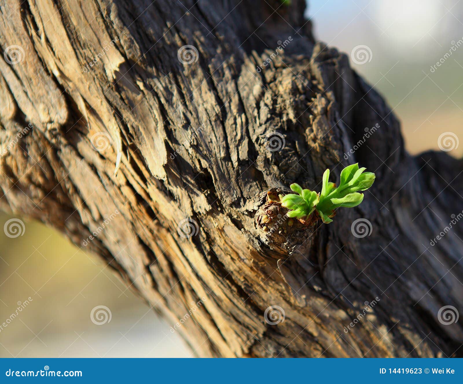 New sprout stock image. Image of life, nature, season - 14419623