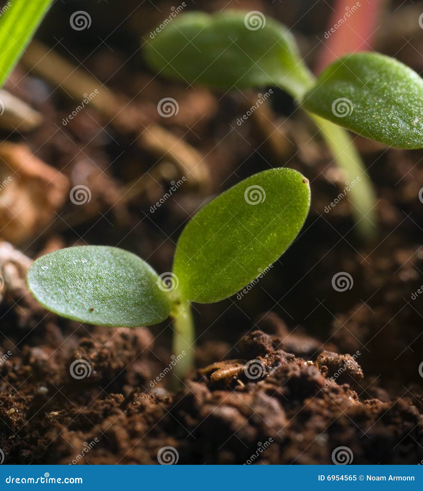 New sprout stock image. Image of agriculture, environmental - 6954565