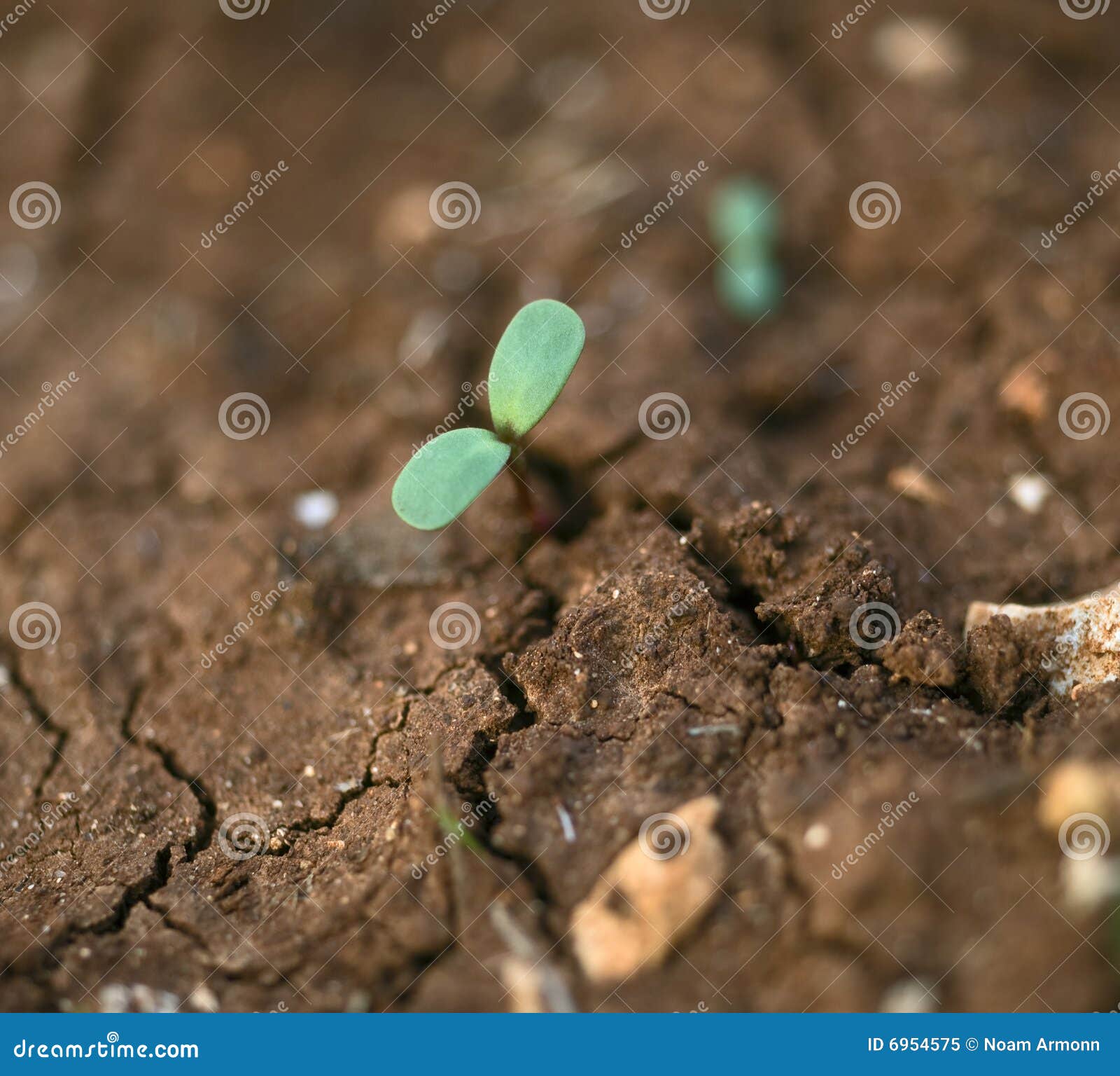 New sprout stock image. Image of leaf, grow, agriculture - 6954575