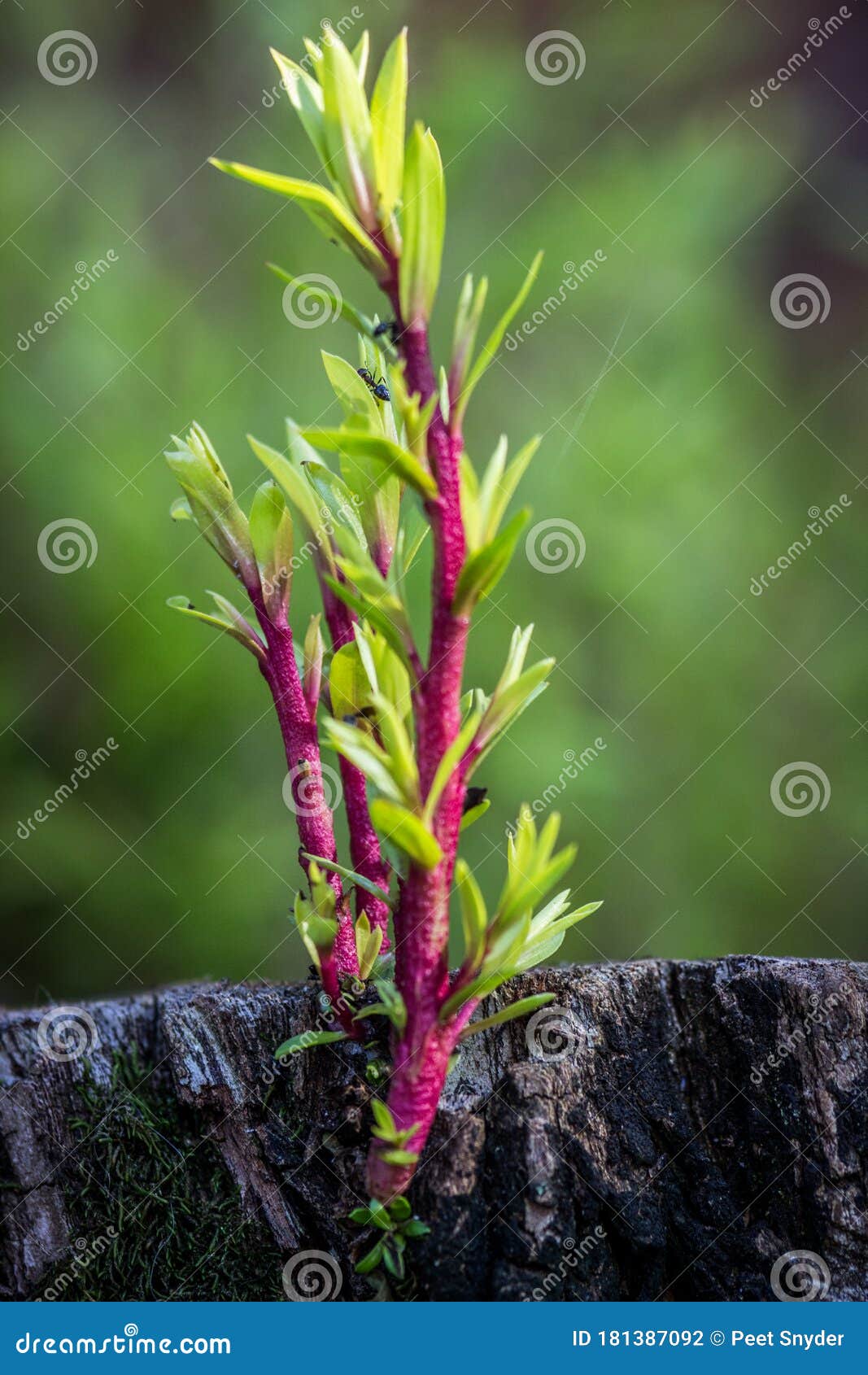 New Sprout from Cut Off Tree Stock Photo - Image of grass, produce ...