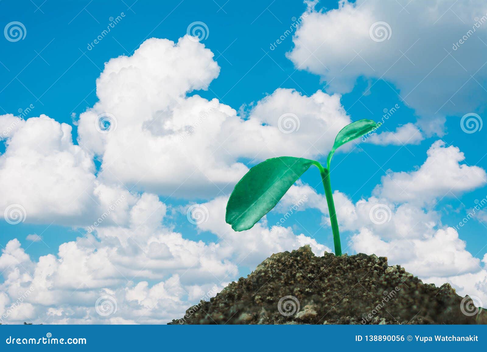 New Sprout Growing in Natural with Cloudy Sky Stock Photo - Image of ...
