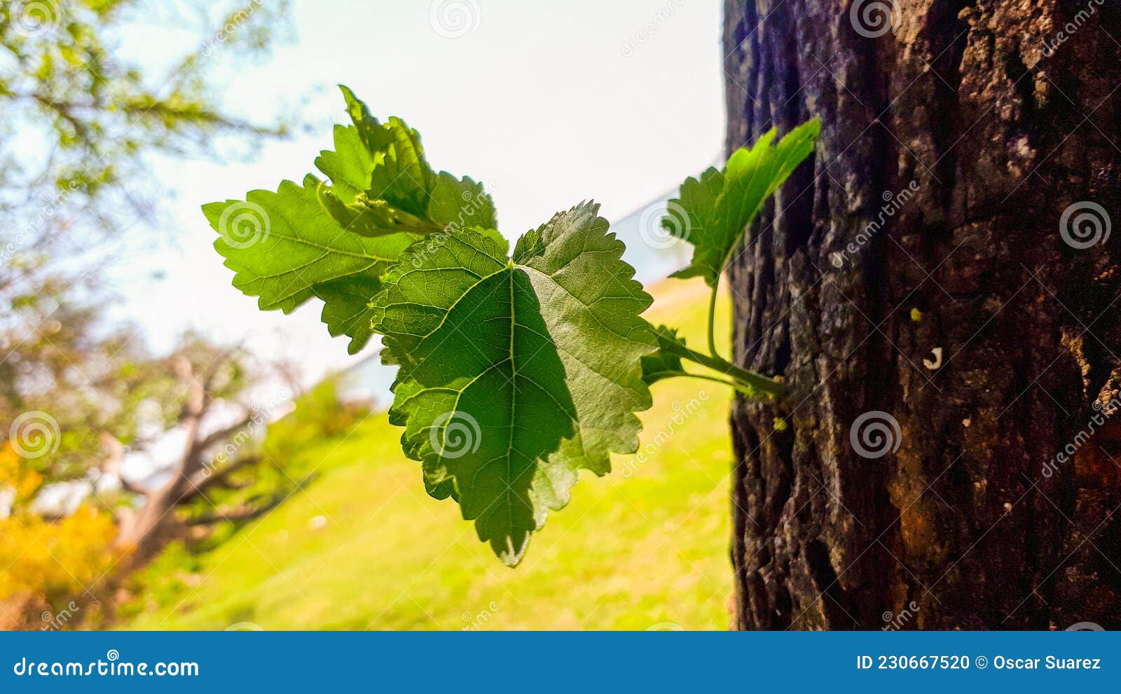 New Sprout Growing on a Tree Trunk Stock Photo - Image of food, plant ...