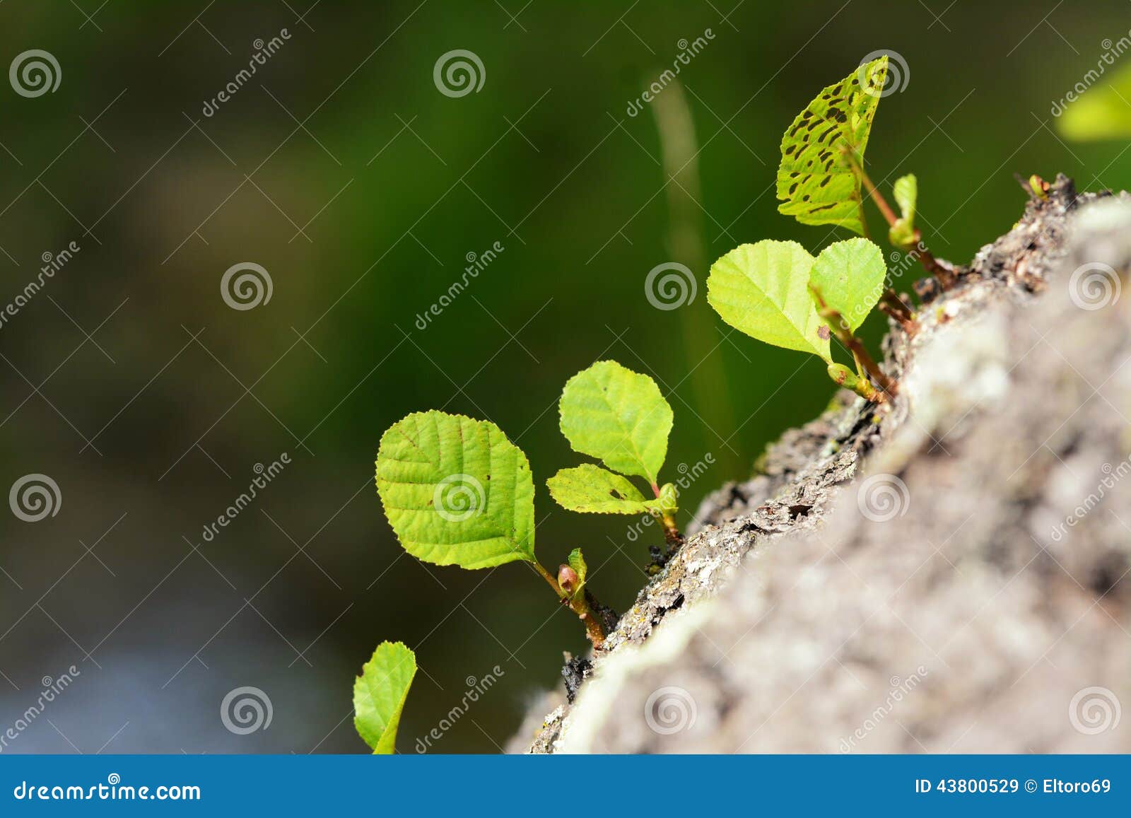 New sprout and leaf stock image. Image of concept, herb - 43800529