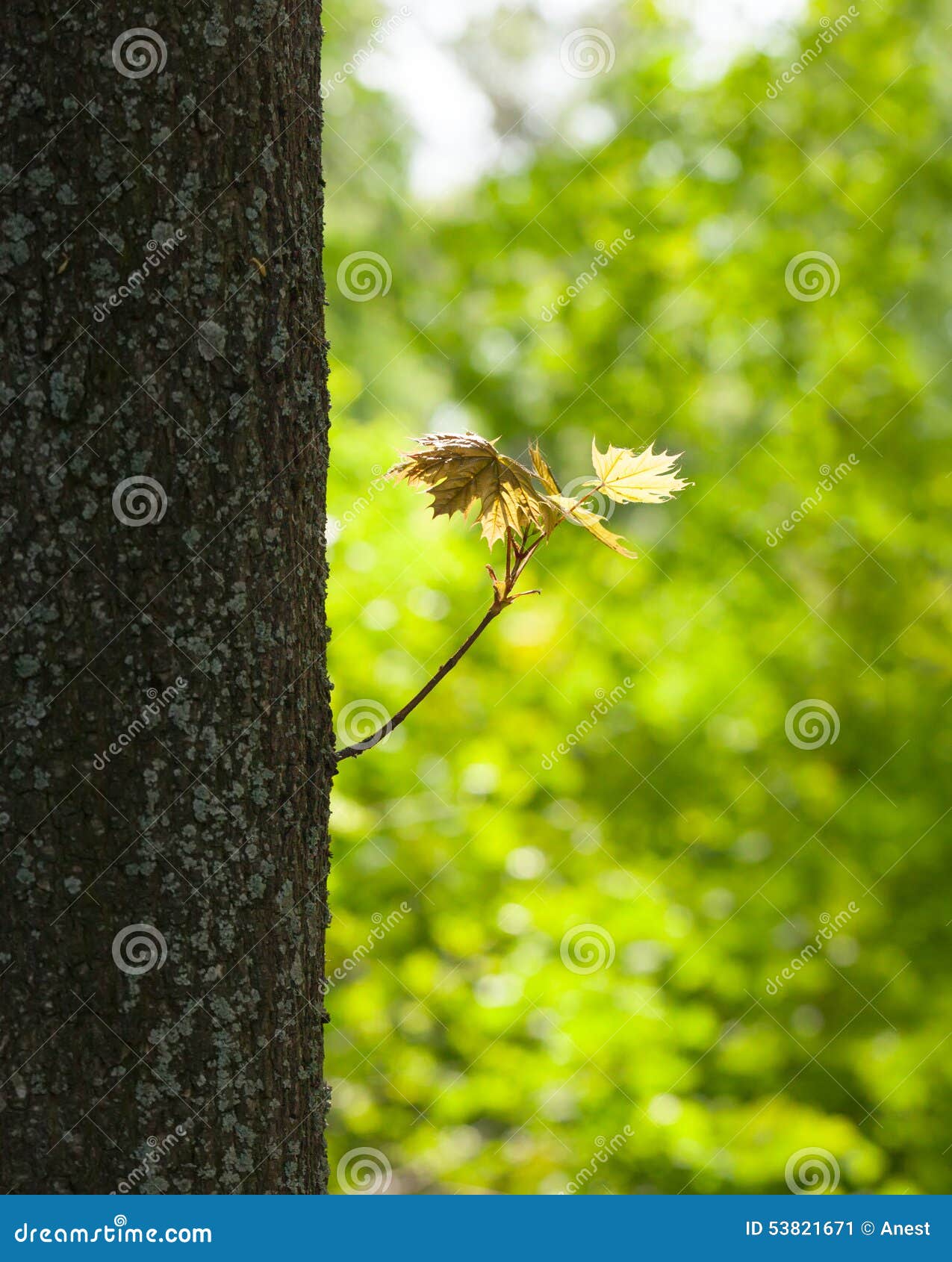 New sprout on old tree stock image. Image of foliage - 53821671