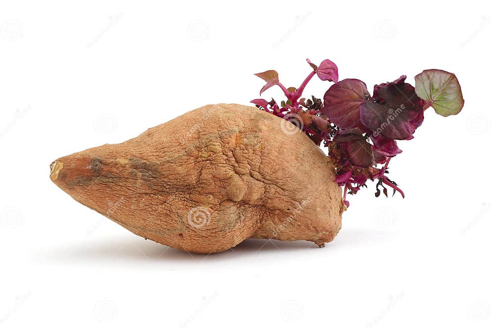 New Sprout from Withered Yam Stock Photo - Image of grow, isolated ...